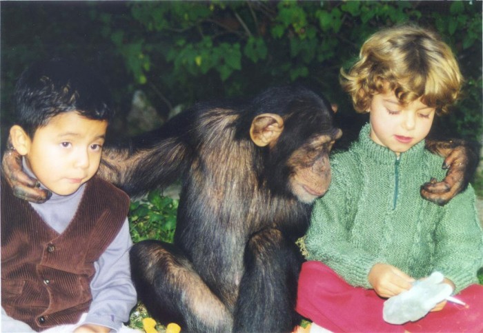 "¿Qué son los grandes simios? Personas no humanas que luchan por vivir ...